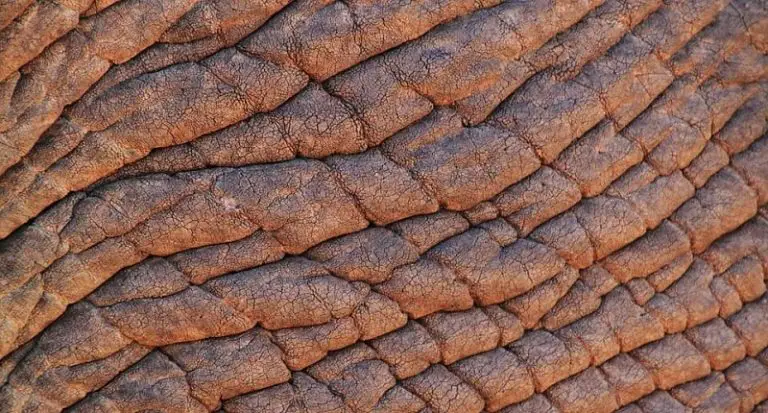 Extremely Dry Skin: Treatments, Remedies, and Effects